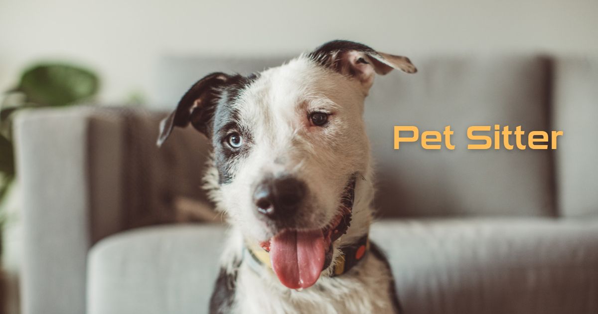 How To Become A Pet Sitter